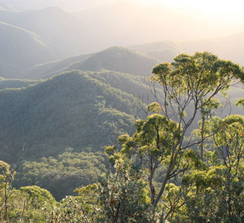 Forest protection and deforestation solutions | Cargill