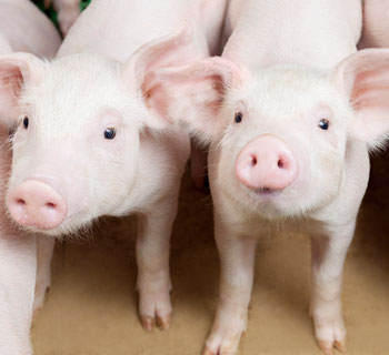 Piglet Solutions | Cargill