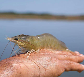 Aquaculture - Shrimp | Cargill