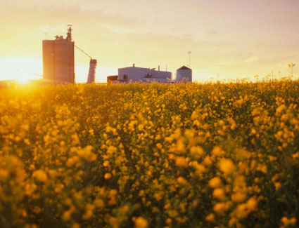High Oleic Oils - Canola, Soybean, Sunflower - North America | Cargill