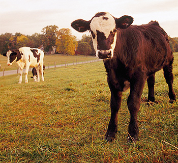 Sustainable Beef | Cargill