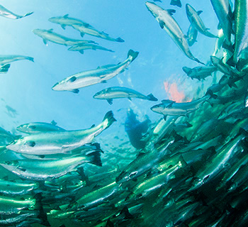 Sustainable aquaculture and aqua nutrition | Cargill