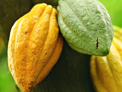 Cocoa and chocolate manufacturer | Cargill Cocoa & Chocolate | Cargill