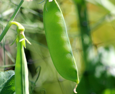 Bulk Protein Ingredients Supplier in US | Animal and Plant Protein ...