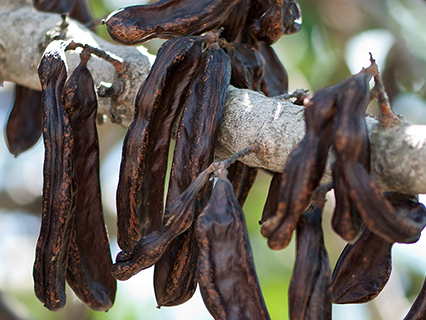 Locust bean gum ingredient | Cargill Personal Care | Cargill