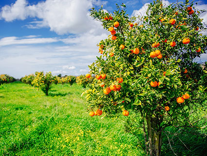 UniPECTINE - Pectin Supplier | Food Solutions EMEA | Cargill