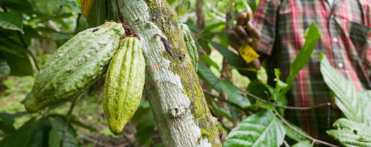 Crop Protection | Cargill