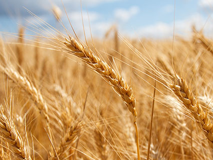 Personal Care - Base Ingredients | Cargill