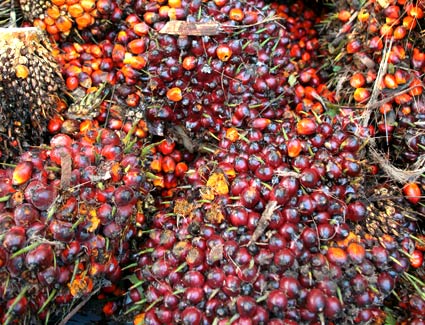 Cargill Mill Locations | Cargill