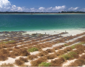 News | Cargill Beauty | Personal Care Ingredients | Cargill