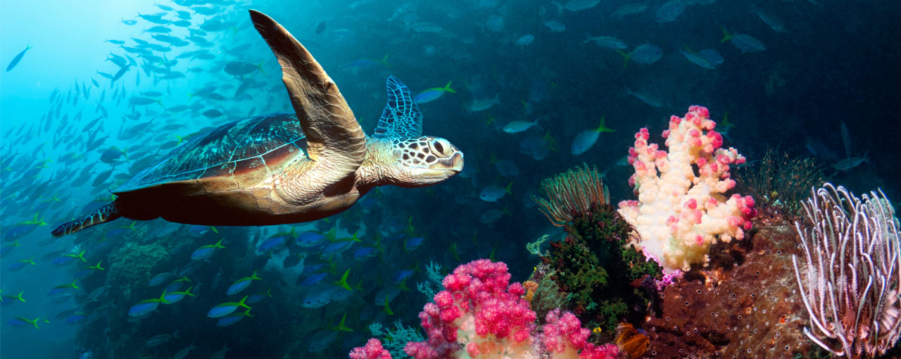 Ocean Health and Biodiversity | Cargill