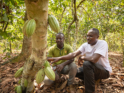 Theory of change | Sustainable Cocoa | Cocoa & Chocolate | Cargill