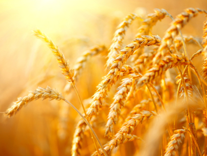 Wheat Protein | Cargill