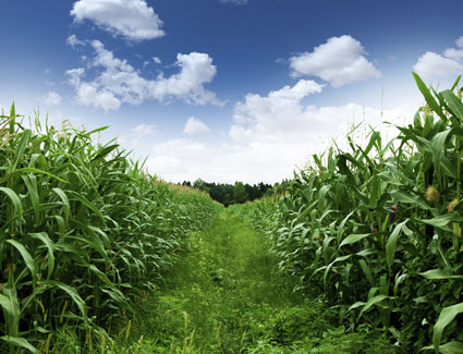 Why the USDA’s Monthly Crop Production Report is the Single Most ...