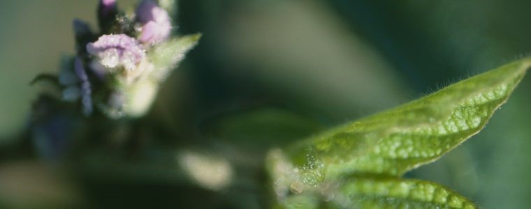 Risk Management Check-Up - Considerations Before Harvest | Cargill