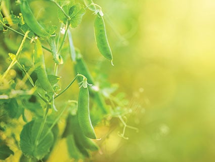Pea Protein | Cargill Food Ingredients EMEA | Cargill
