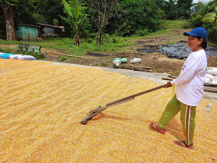 Paving the path to recovery for corn farmers in typhoon-hit Cagayan ...