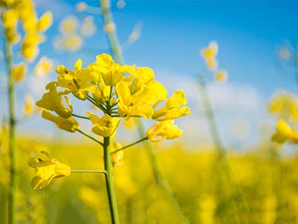 Plant Based Pastes | Cargill Beauty | Cargill