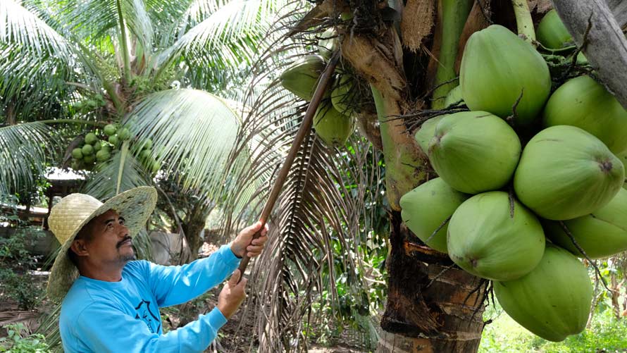 Philippine Coconut Tree Coconut Palm | Tree, Scientific Name, Uses,