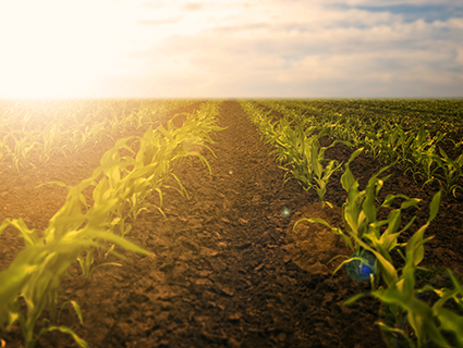 Starches, Sweeteners & Texturizers Sustainability Goals | Cargill Food ...