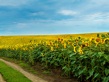 Sustainable Sourced Lecithin | Starches Sweeteners and Texturizers ...