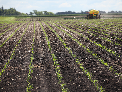 Fertilizers | Corn-based nutrients for organic agriculture and ...