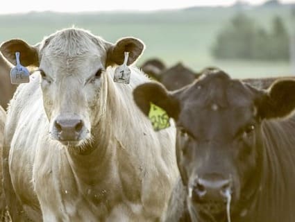 Introducing Reach4Reduction™: An Effective Way to Reduce Ruminant ...