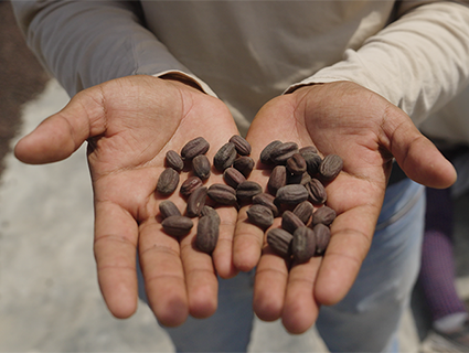 The Jojoba Promise | Cargill Beauty | Cargill