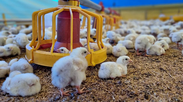 Cargill’s Micronutrition & Health Solutions supports animal gut health ...